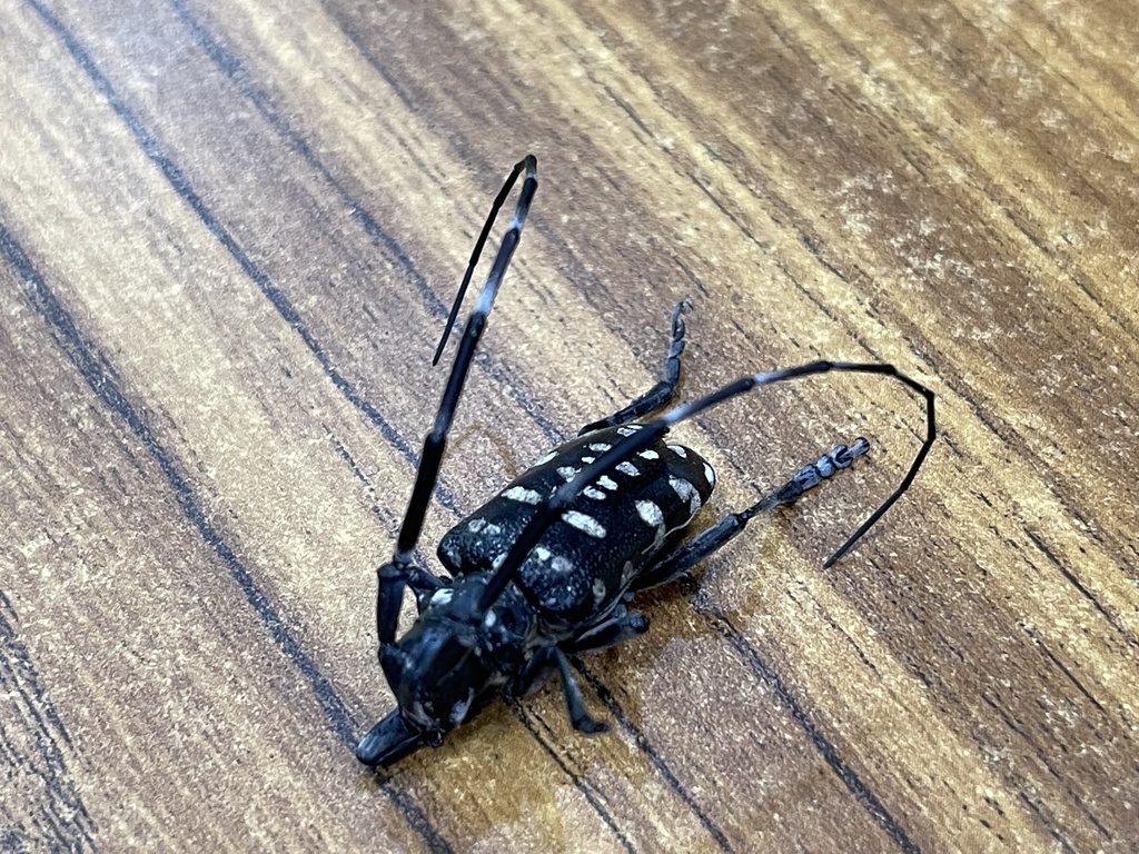 White-spotted Longicorn Beetle from 臺灣島, 番路鄉, CYQ, TW on September 16 ...