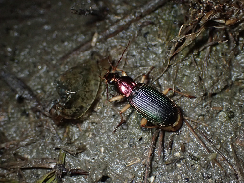 Chlaenius praefectus in June 2021 by renshuchu · iNaturalist