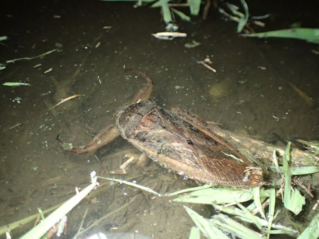 Oriental Giant Water Bug in June 2021 by renshuchu · iNaturalist