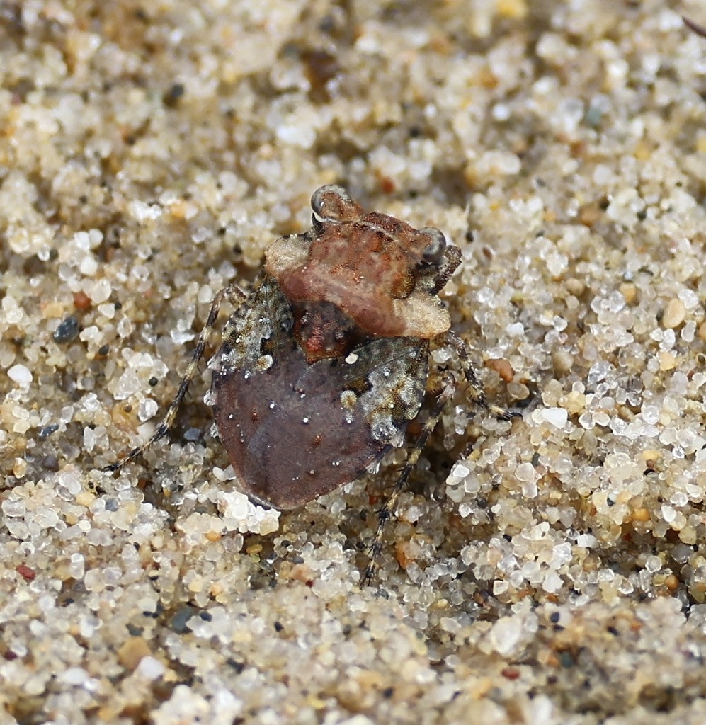 Big-eyed Toad Bug from Lucas County, OH, USA on September 15, 2023 at ...