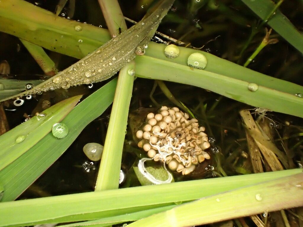 Japanese Giant Water Bug in June 2021 by renshuchu · iNaturalist