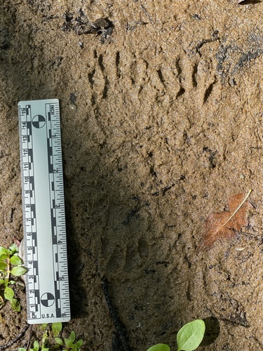Raccoon Tracks – NatureTracking