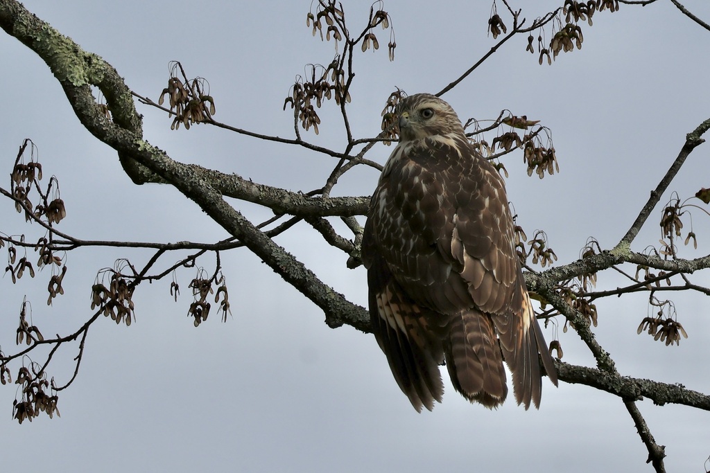 Hawks, Eagles, and Kites from Bennett Rd, Durham, NH, US on September ...