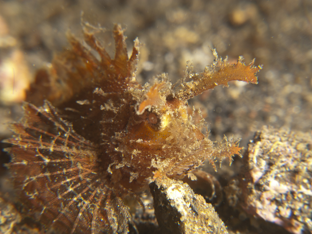 (Pteroidichthys) - Marine Life Identification