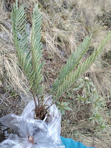 variedad Parablechnum loxense stenophyllum · NaturaLista Colombia