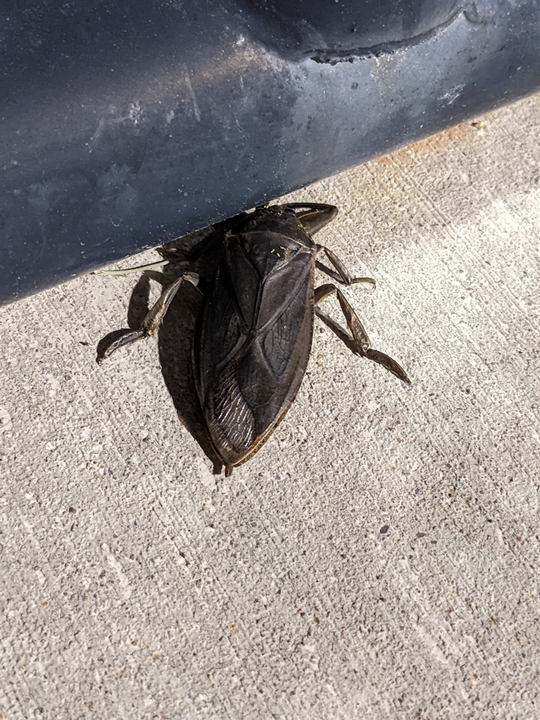 American Giant Water Bug from Columbus, MN, USA on September 15, 2023 ...