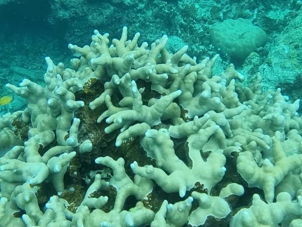 Yellow Finger Coral in September 2023 by Adam Smith · iNaturalist