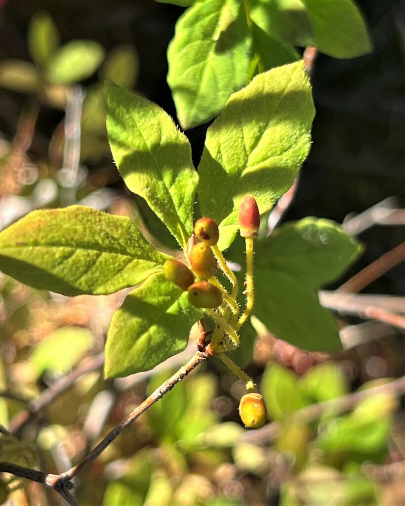 mock azalea from Squamish-Lillooet, BC, Canada on September 15, 2023 at ...