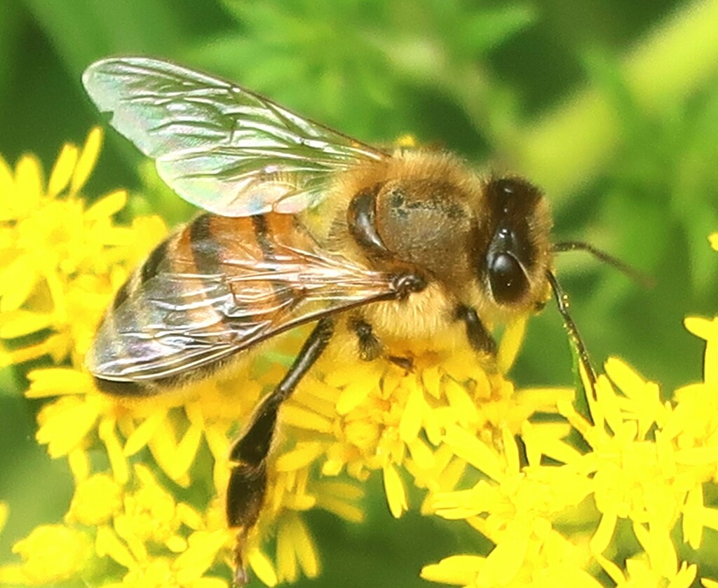 Western Honey Bee from Niagara-on-the-Lake, ON, Canada on September 13 ...