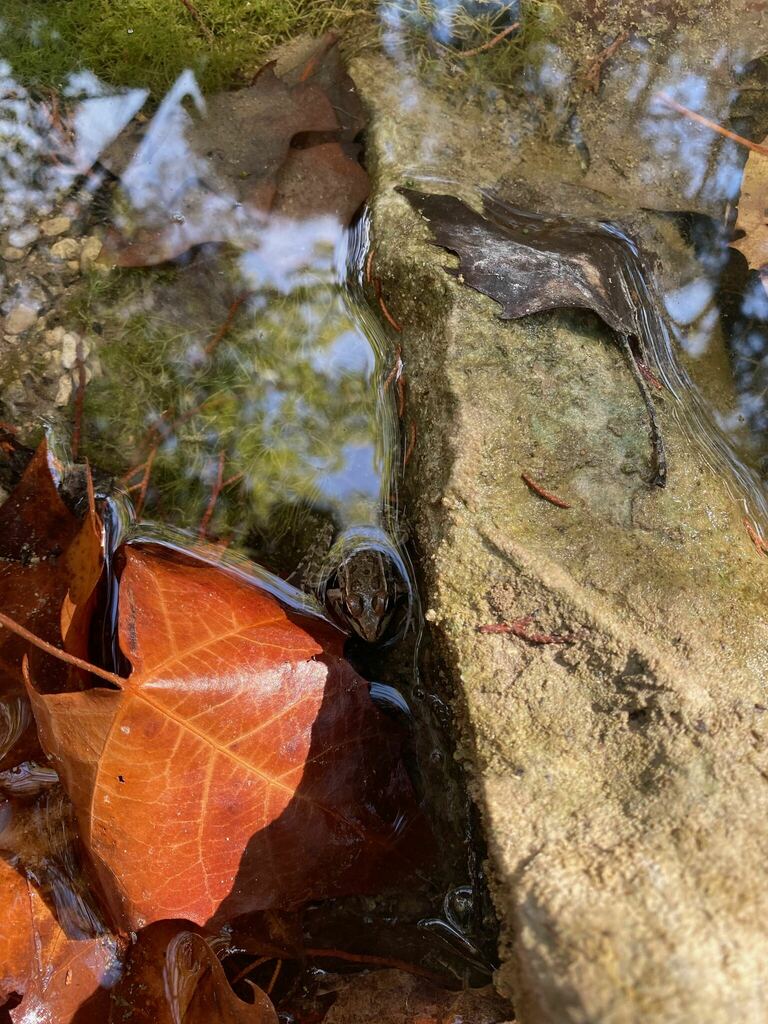 Frogs and Toads from Austin, TX, USA on September 15, 2023 at 04:45 PM ...