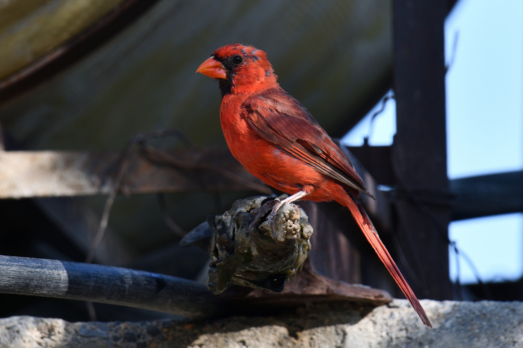 Northern Cardinal from Bustamante, N.L., México on September 3, 2023 at ...