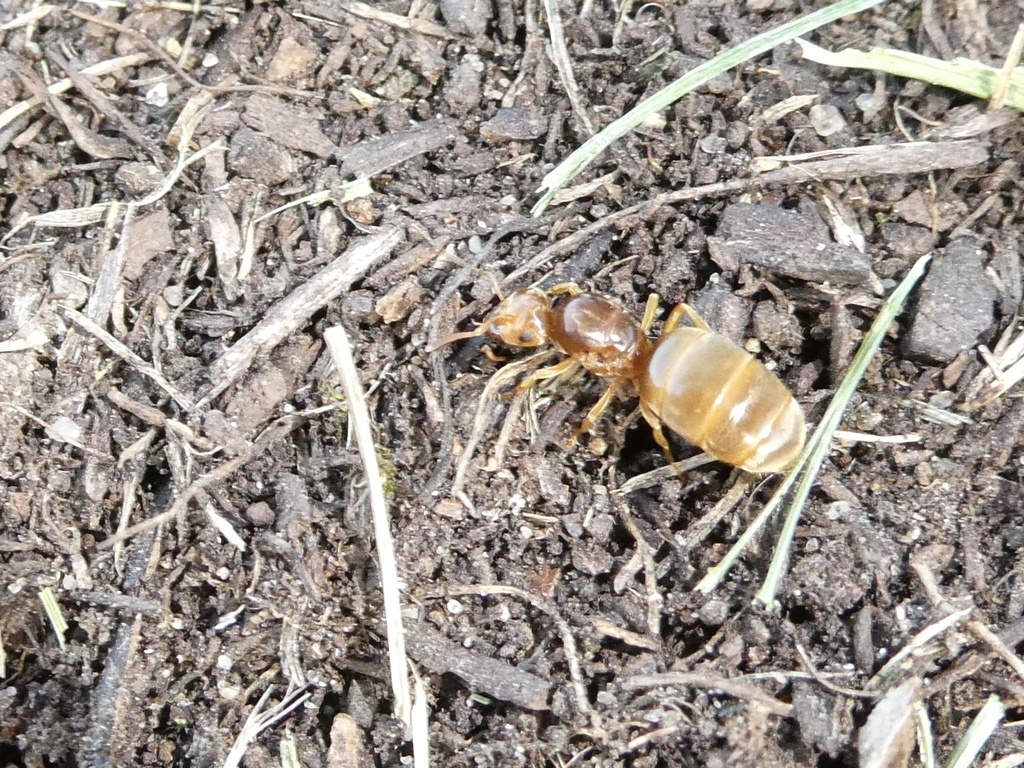 Turfgrass Ant in September 2023 by whitfield · iNaturalist