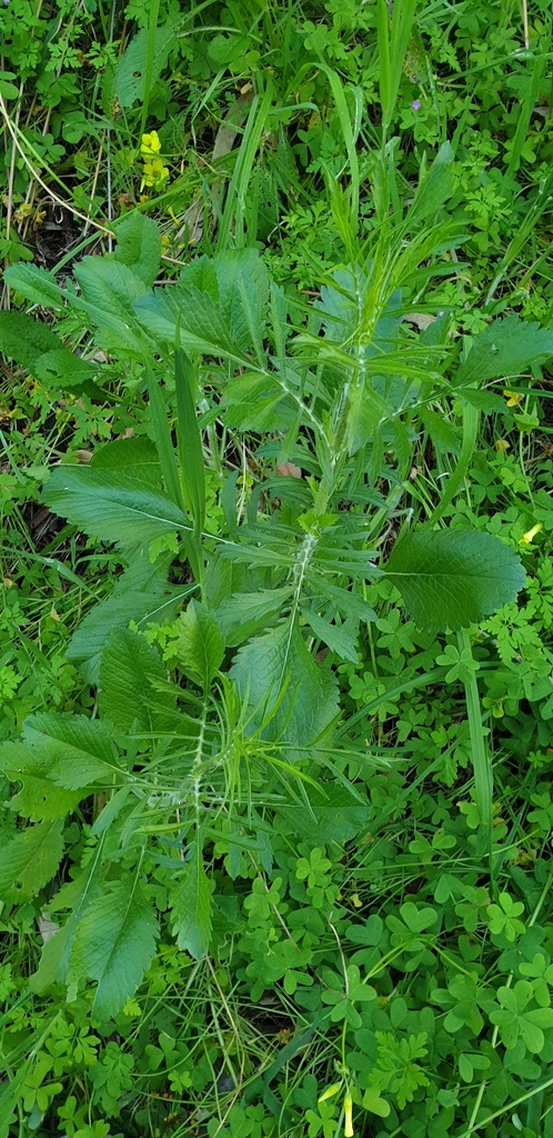Sweet scabious from Wirrina Cove on September 15, 2023 at 05:28 PM by ...