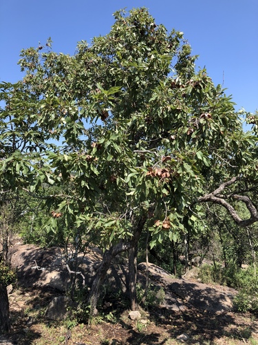 Weeping Variable Bushwillow (Subspecies Combretum collinum suluense ...