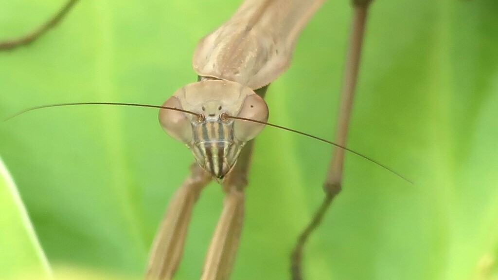 Chinese Mantis from St. Catharines, ON, Canada on September 13, 2023 at ...