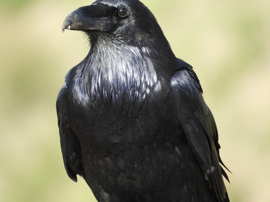 Common Raven from Park County, WY, USA on September 10, 2023 at 12:14 ...