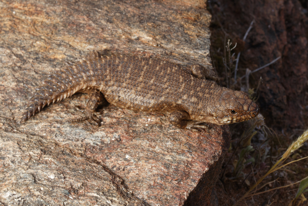 Gidgee Skink in September 2023 by Owen Lishmund · iNaturalist