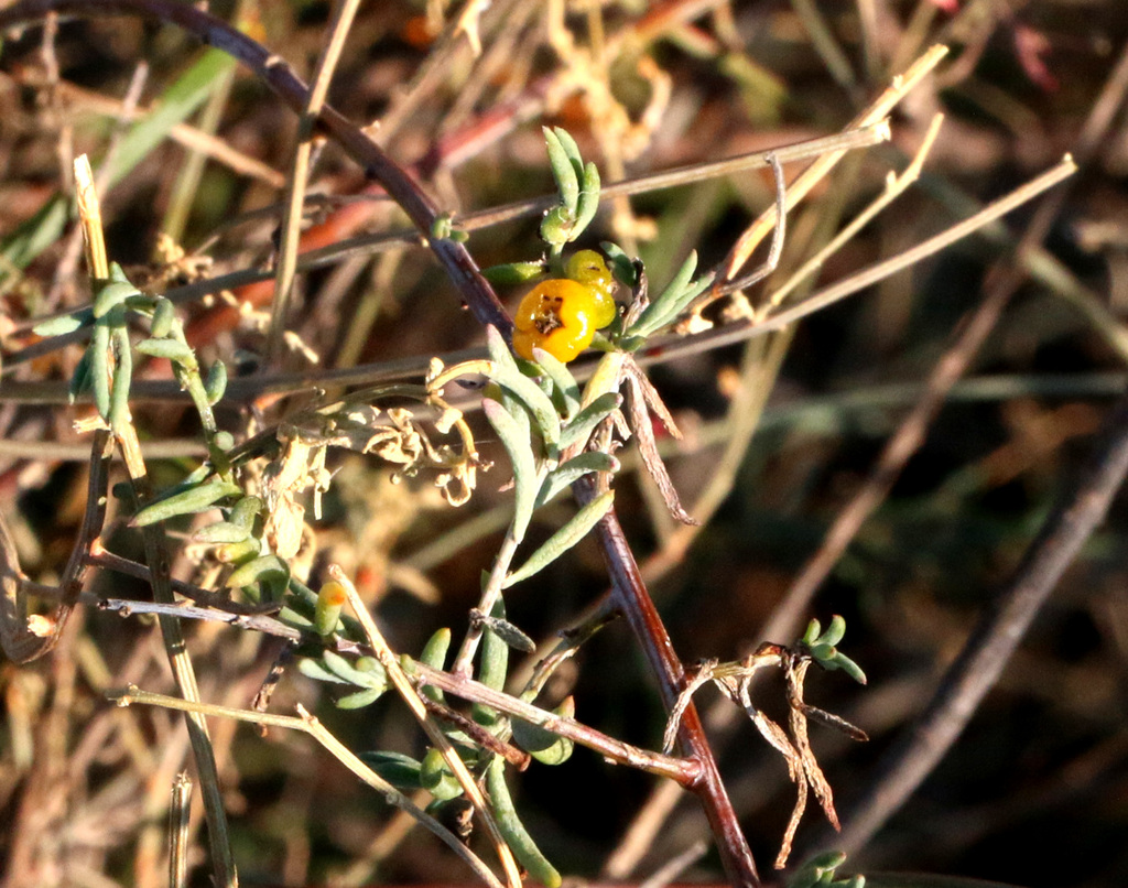 Barrier Saltbush from Bowra Bore Drain track, Cunnamulla QLD 4490 ...