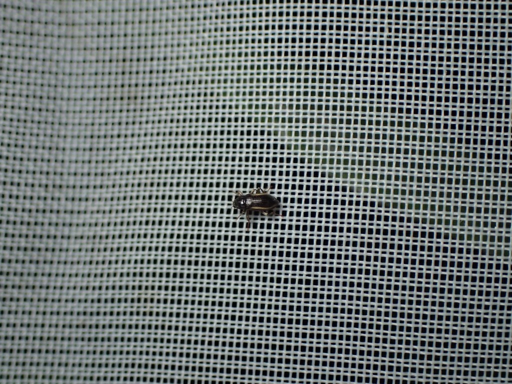 Zaitzevia in July 2021 by renshuchu · iNaturalist