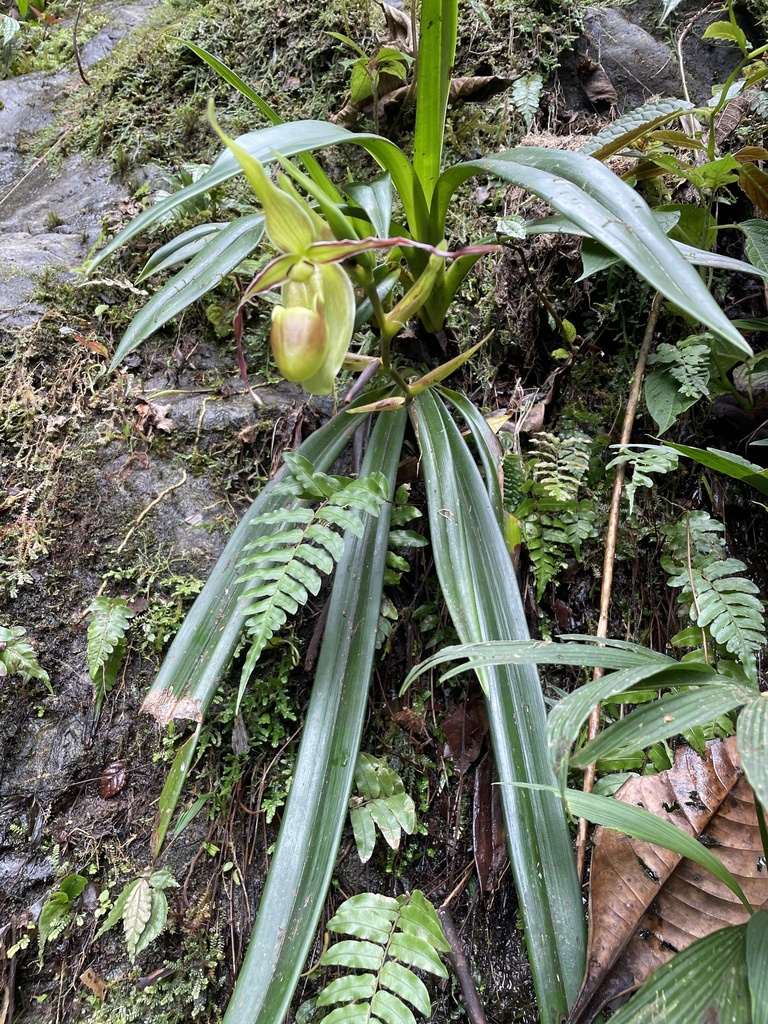 Phragmipedium longifolium (Orchids of Costa Rica; Orquídeas de Costa ...