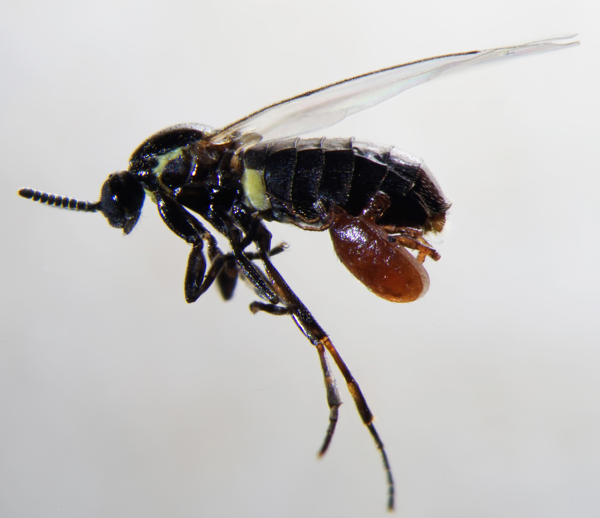 Scatopse notata (Linnaeus, 1758)