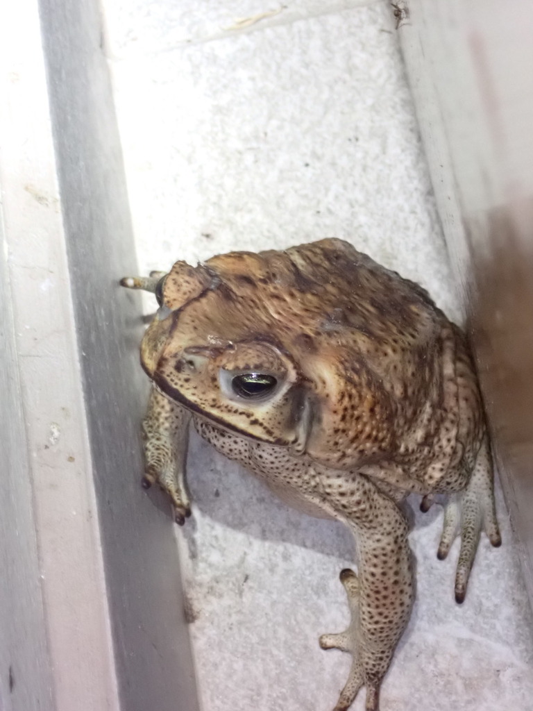 Giant Toad from Arenal Observatory Lodge, Provincia de Alajuela, San ...