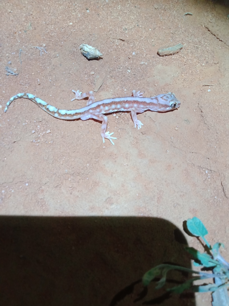 Beaded Gecko from Mutawintji NSW 2880, Australia on September 12, 2023 ...