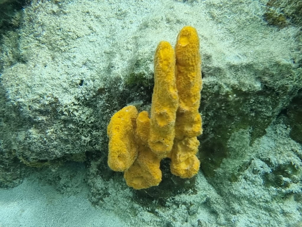 Gold Sponge from 9C3V+RMM, Meyungs, Koror, Palau on September 16, 2023 ...