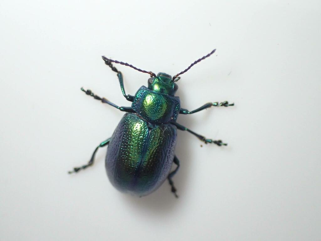 Chrysolina virgata in August 2021 by renshuchu · iNaturalist