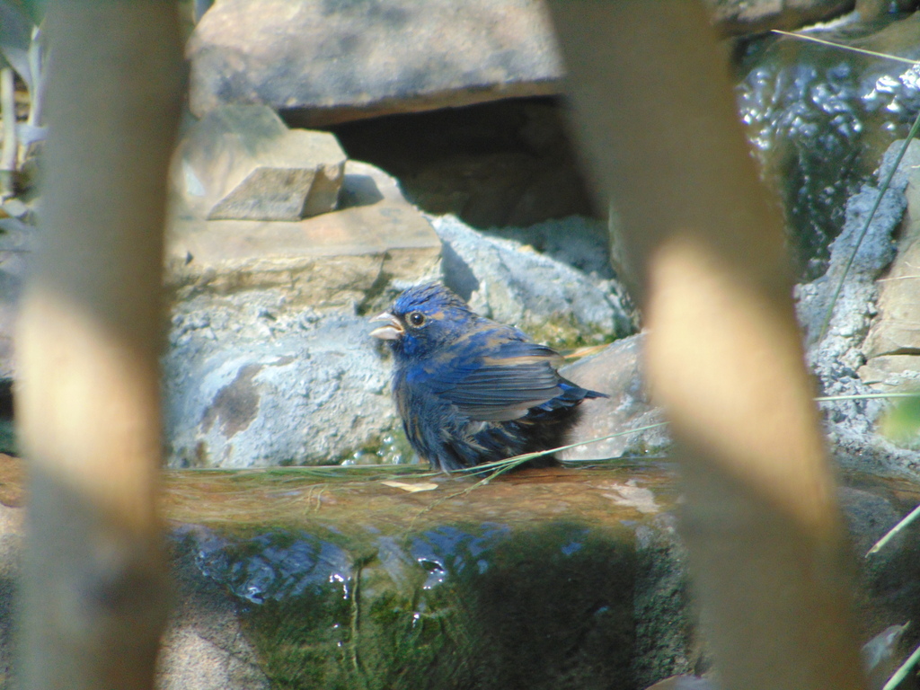 Blue Bunting from El Ranchito, 67303 Santiago, N.L. on September 6 ...