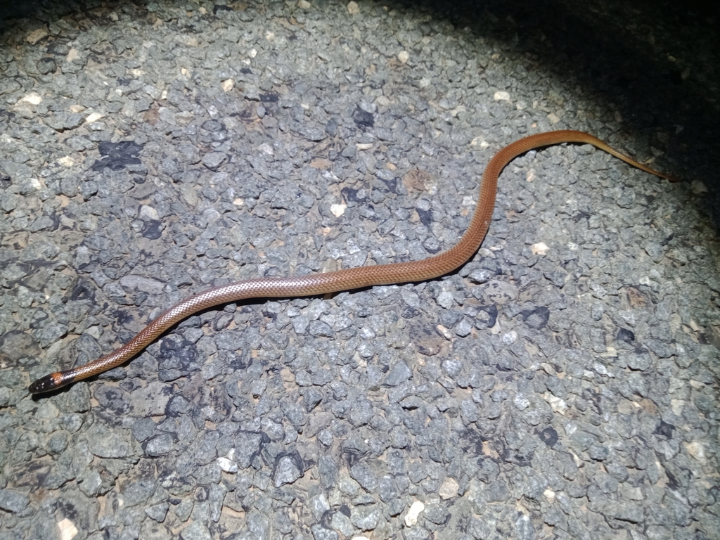 Red-naped Snake from Anabranch South NSW 2648, Australia on September ...