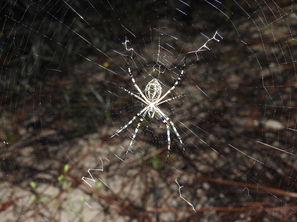 Florida Garden Spider from Chesterfield County, SC, USA on September 12 ...