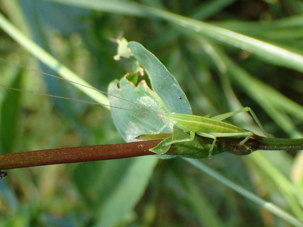 Euconocephalus varius in August 2021 by renshuchu · iNaturalist