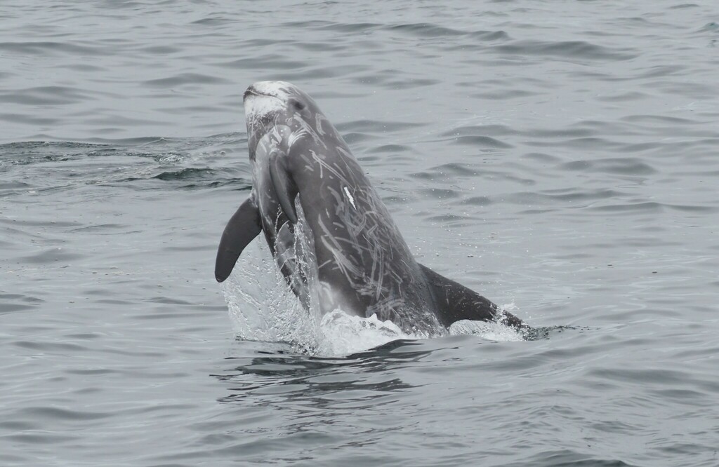 Risso's Dolphin from Monterey County, CA, USA on September 15, 2023 at ...