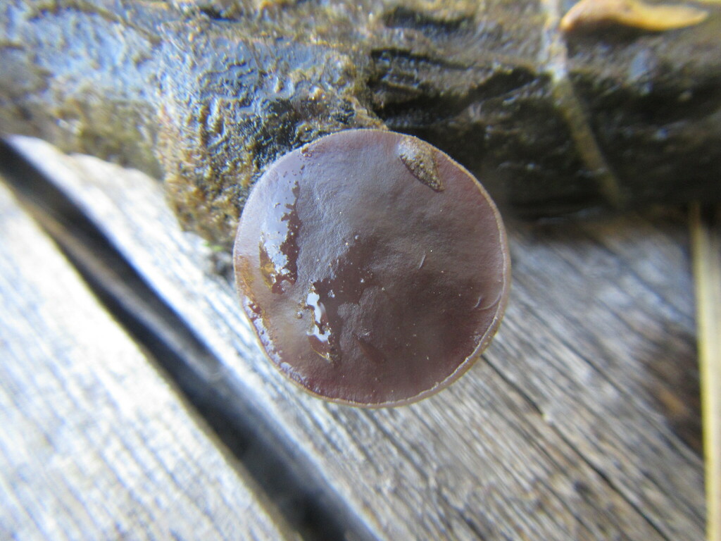 Jelly Tree Ear from Missoula County, MT, USA on September 15, 2023 at ...