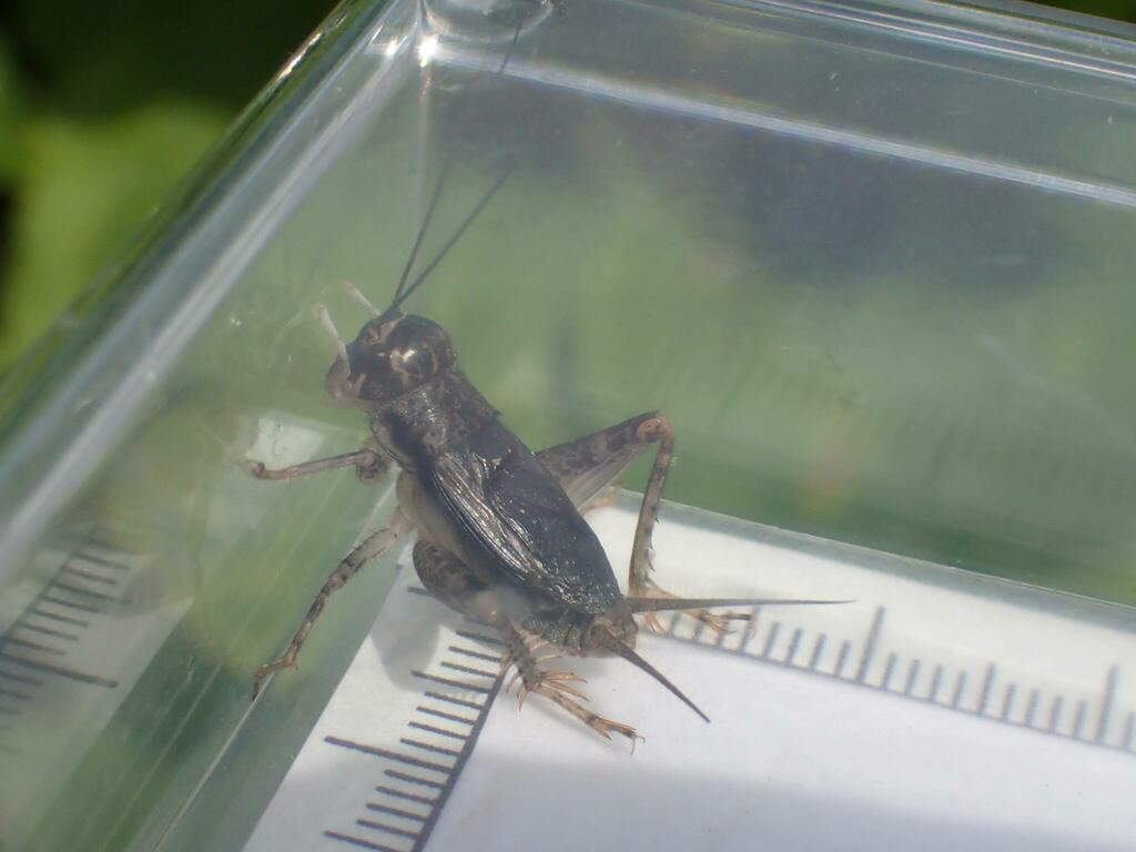Japanese Burrowing Cricket in August 2021 by renshuchu · iNaturalist