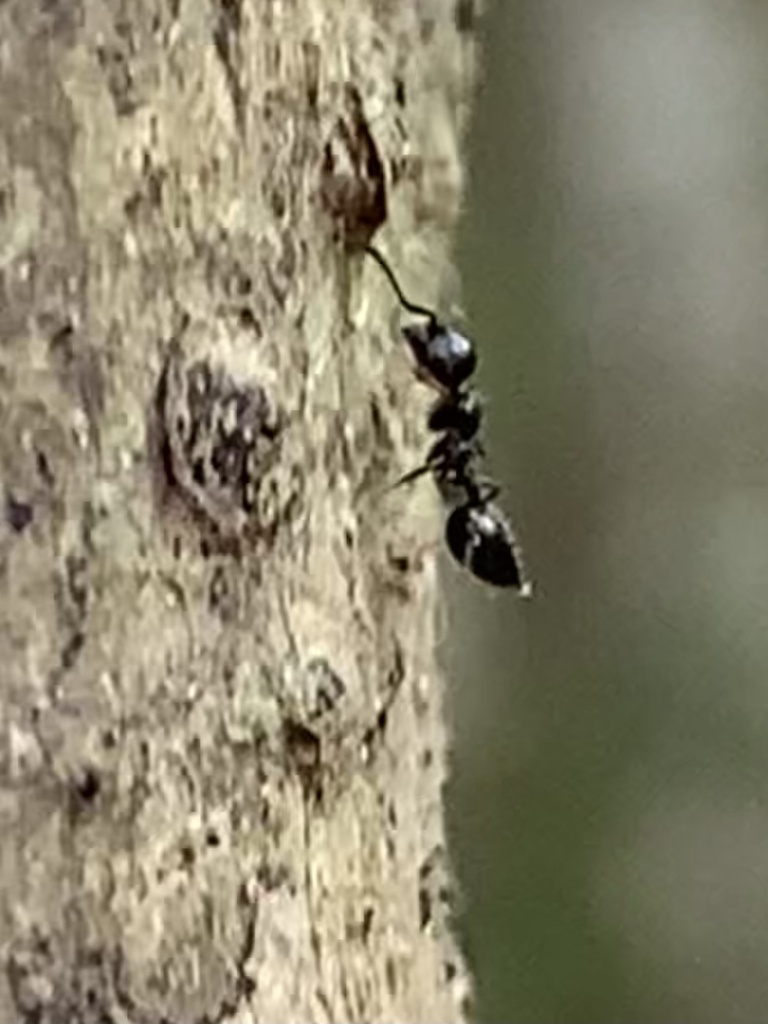 Acrobat Ants and Cocktail Ants from Alvin, TX, US on September 12, 2023 ...