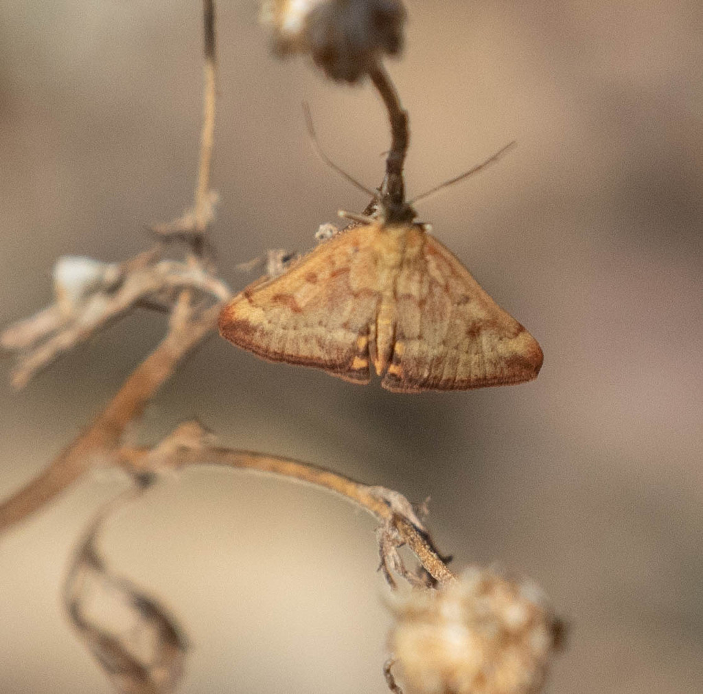 Mottled Pyrausta Moth from Sibley Volcanic Regional Preserve, Contra ...