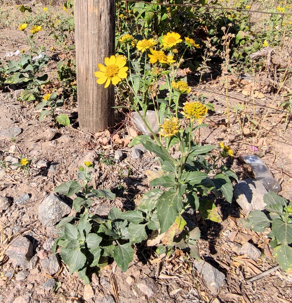 cowpen daisy from Fray Mamerto Esquiú, Catamarca, Argentina on ...