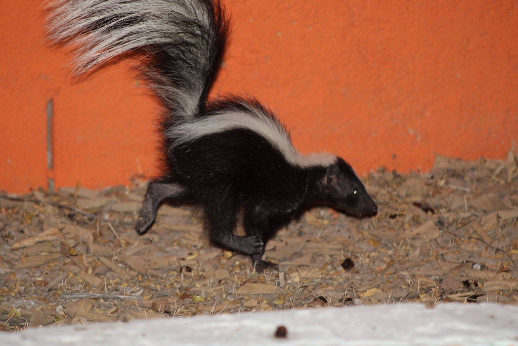 Striped Skunk from Hidalgo, N.L., México on September 5, 2023 at 10:57 ...