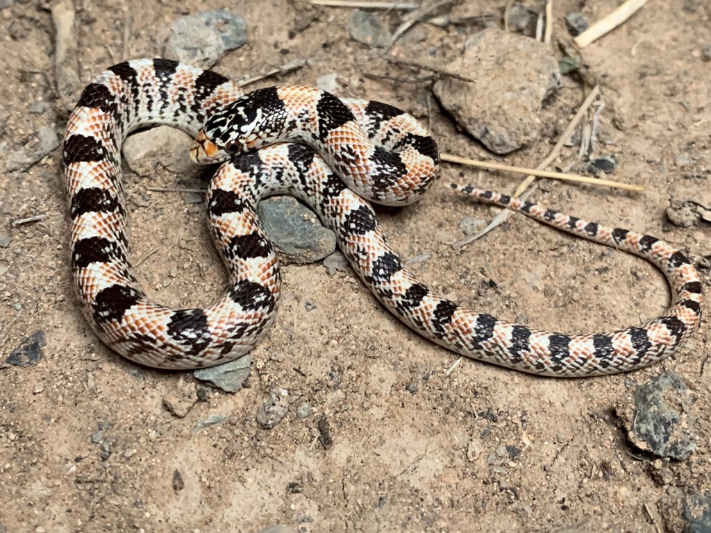 Long-nosed Snake from NM-80, Lordsburg, NM, US on September 15, 2023 at 08:05 PM by matthewgage ...