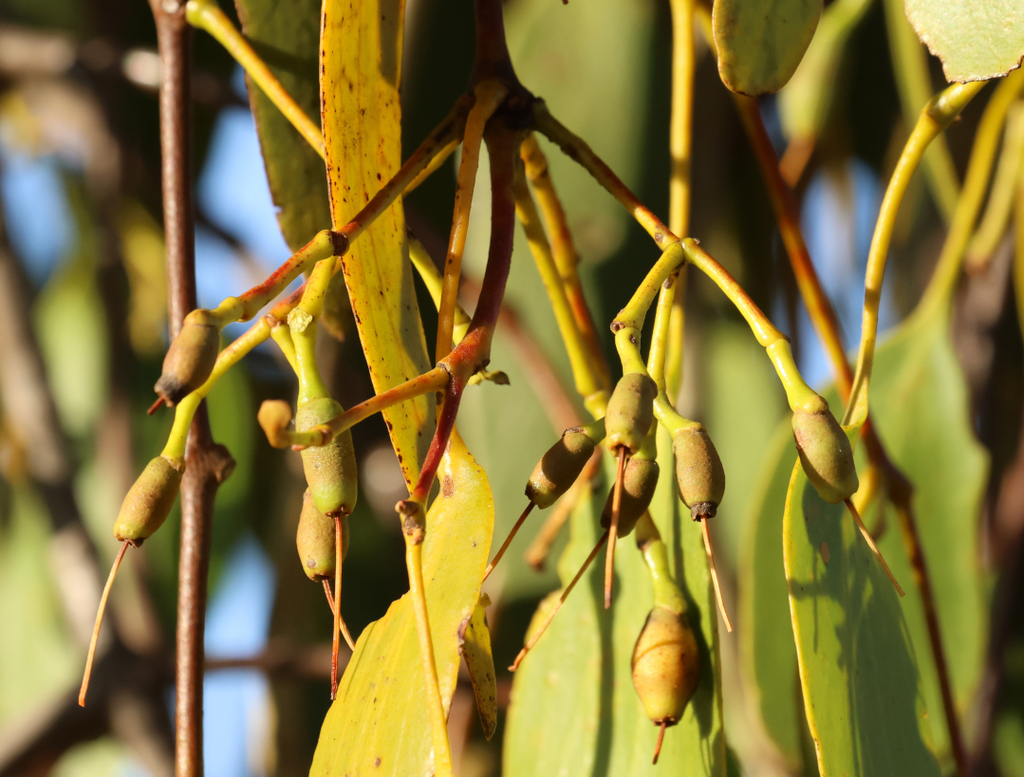 Box Mistletoe from Beardmore Dam, Saint George QLD, Australia on ...