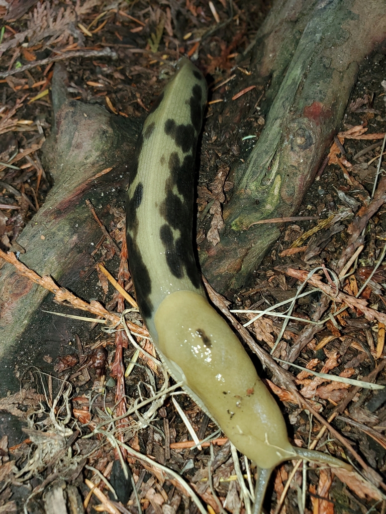 Pacific Banana Slug from Oak Harbor, WA 98277, USA on August 31, 2023 ...