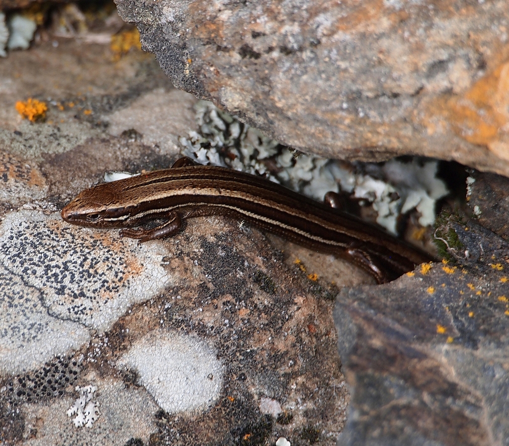 New Zealand Grass Skink From 600 Blueskin Road Dunedin 9081 New Zealand On September 16 2023