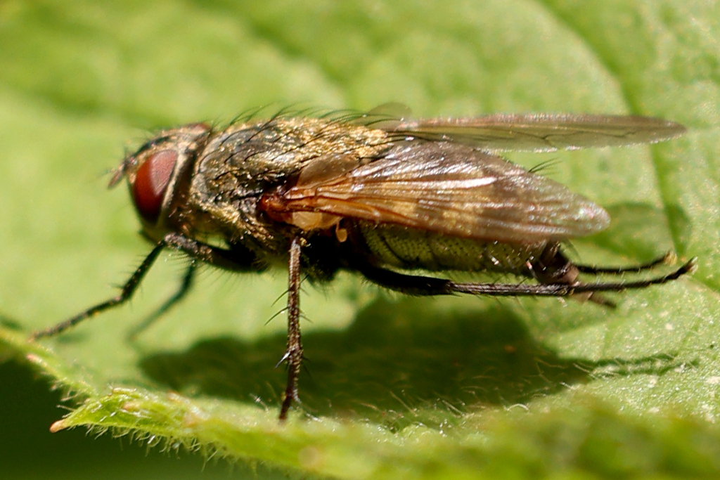 Cluster Flies from Shepard Settlement, Onondaga County, NY, USA on ...