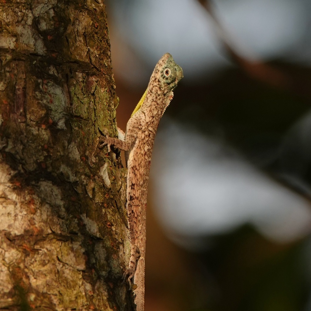 Sumatran Flying Dragon from Lim Chu Kang, Singapore on September 15 ...