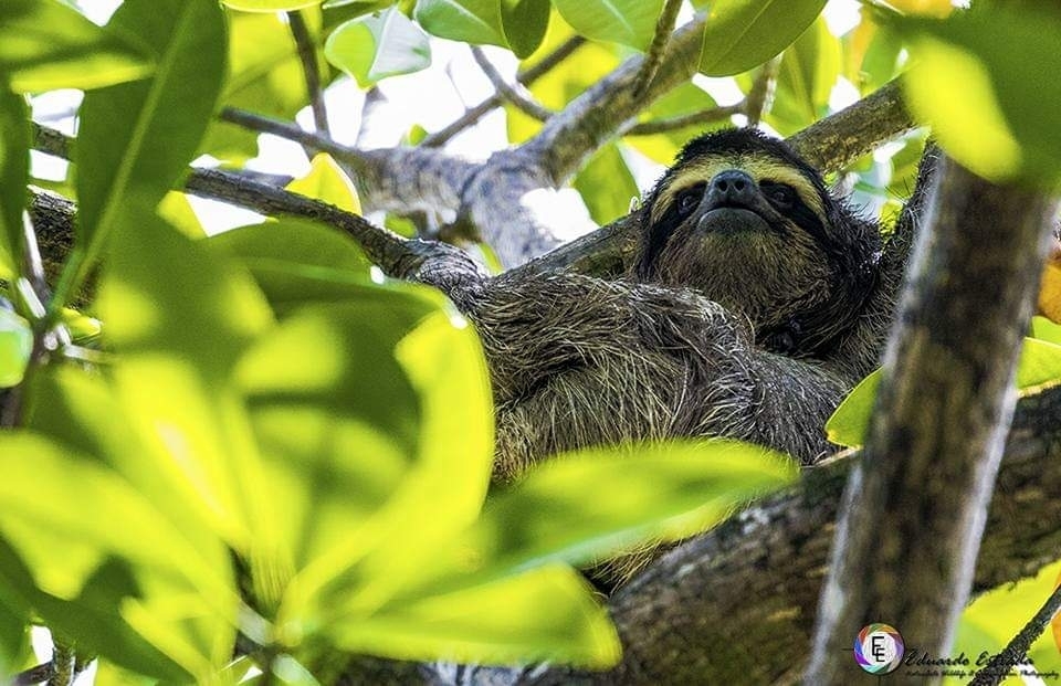 Pygmy Three-toed Sloth (Bradypus pygmaeus) - Know Your Mammals