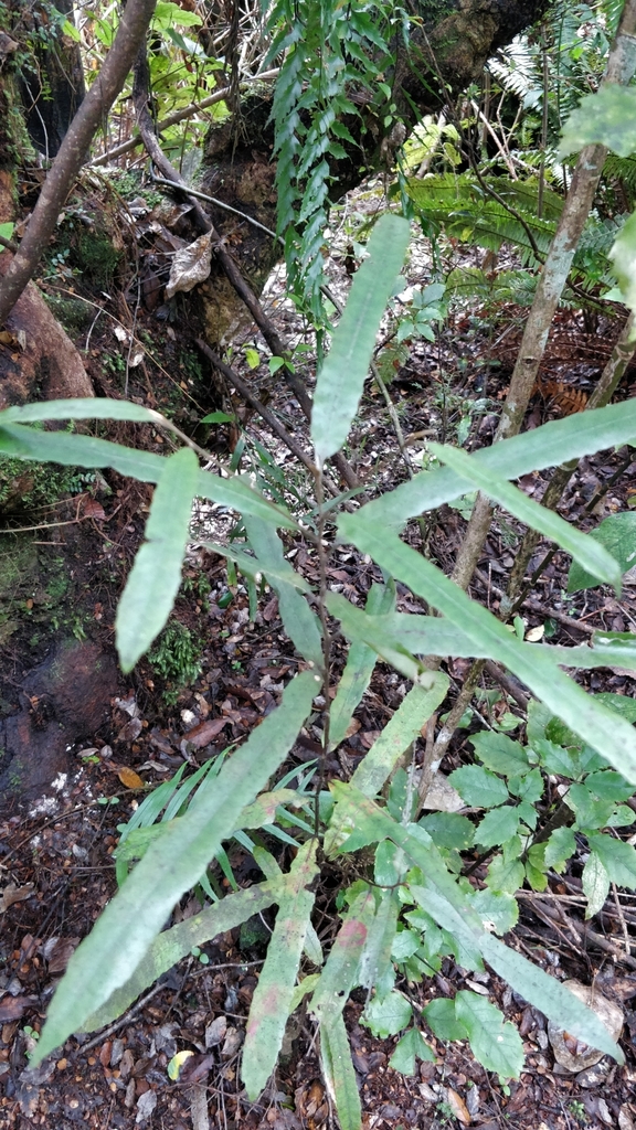 Hinau from Ohakune 4625, New Zealand on September 16, 2023 at 12:44 PM ...