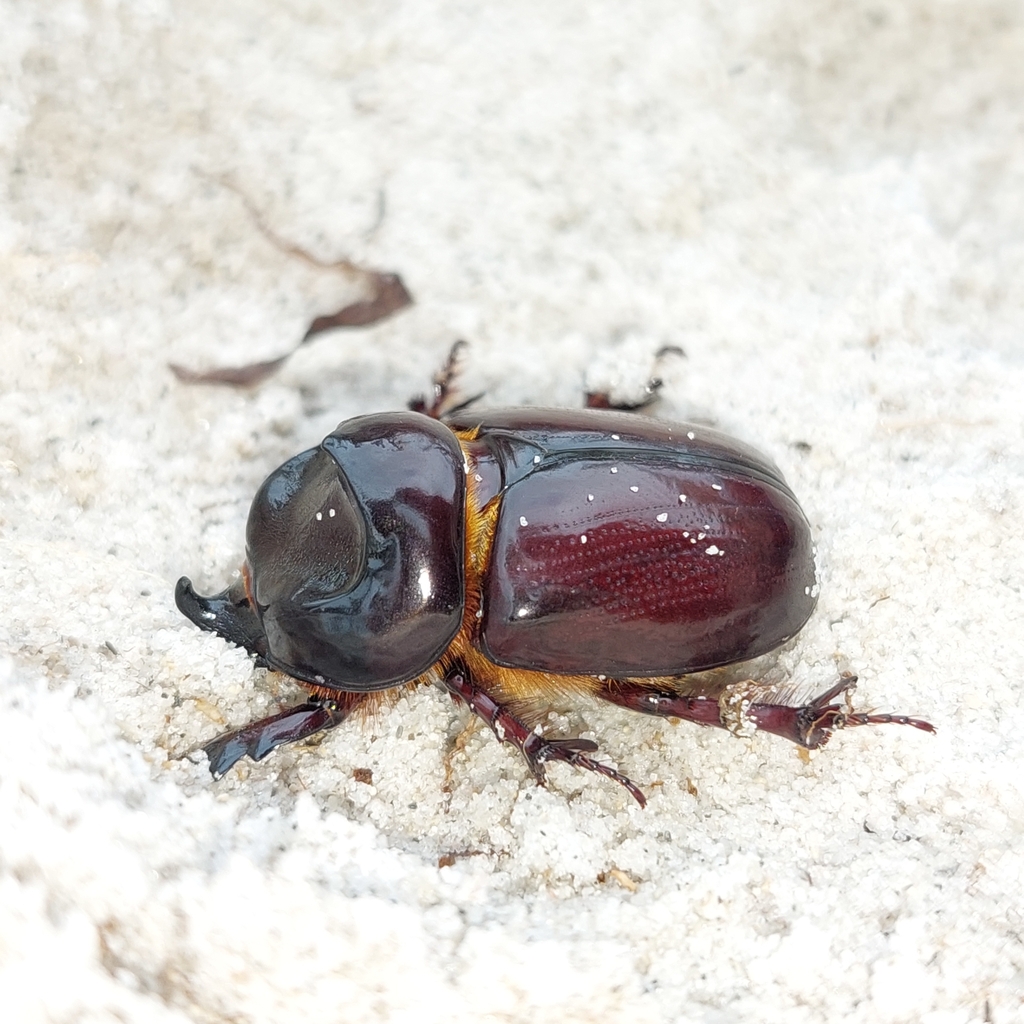 Pimelopus nothus from Kalgan WA 6330, Australia on September 16, 2023 ...