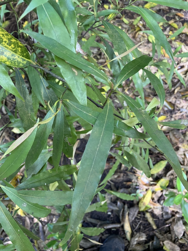 Tawa from Shepherds Park, Auckland, Auckland, NZ on September 12, 2023 ...